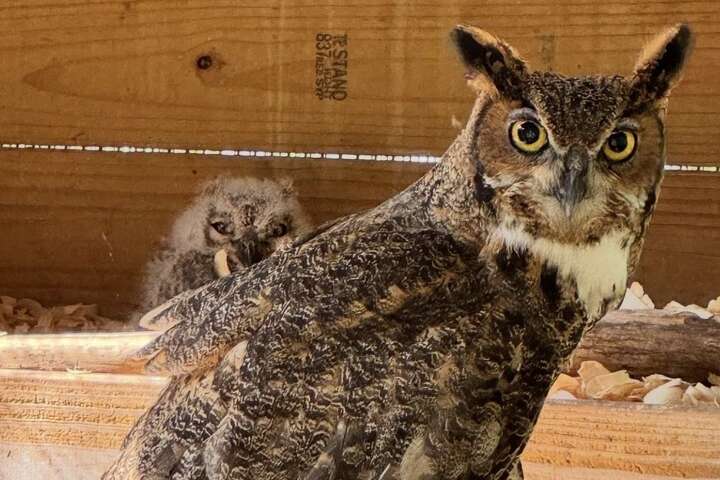 Athena owlet at Austin Wildflower Center adopted by surrogate owl