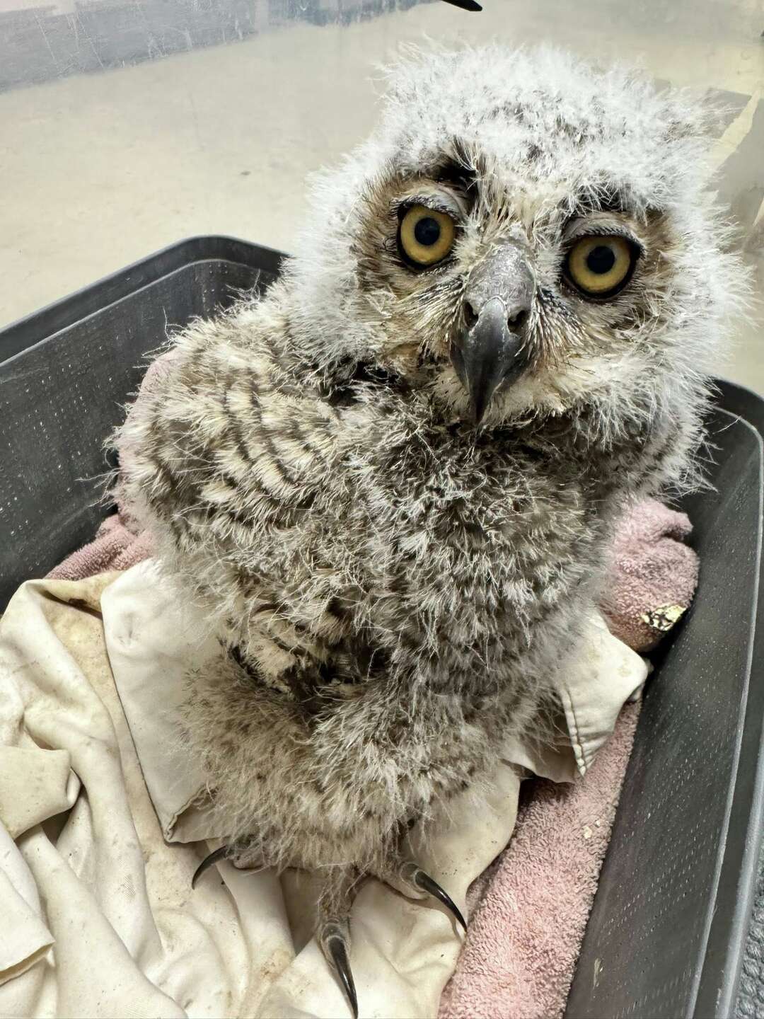 Athena owlet at Austin Wildflower Center adopted by surrogate owl