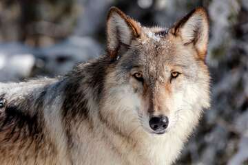 Disease outbreak cuts Wyoming, Yellowstone wolf numbers to lowest level ...