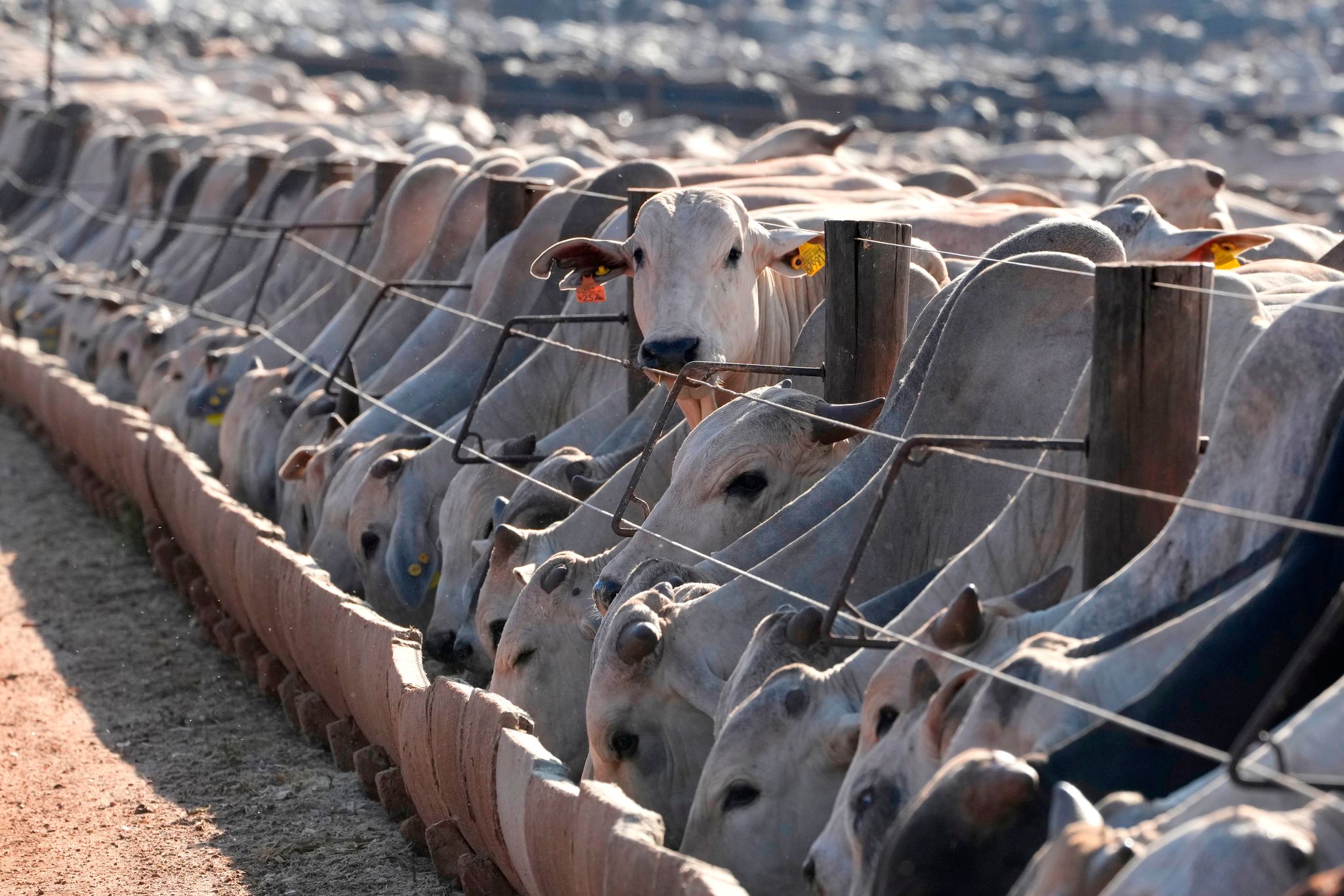 Brazil says the EU has moved to block its animal product exports ...