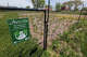 The Northeast’s largest Miyawaki forest takes root in Bridgeport