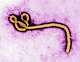 A look at major Ebola outbreaks and when the disease was first identified