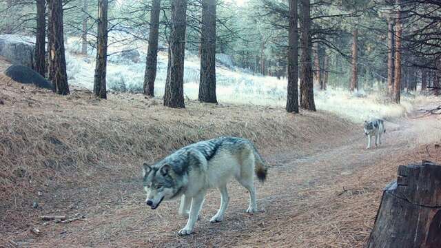 Gray wolf enters Sequoia National Park for the first time in a century