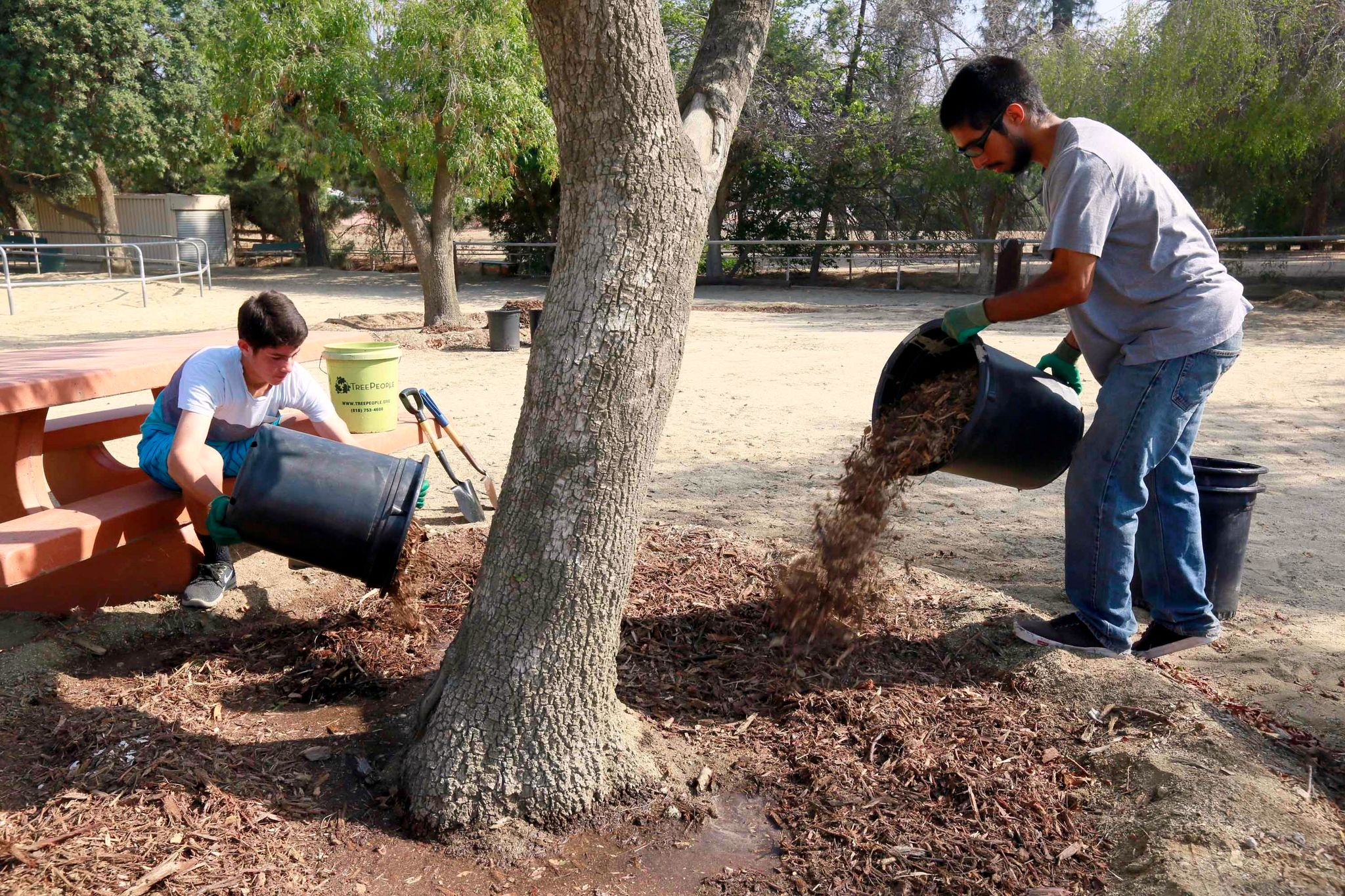 How to mulch your garden beds without harming plants