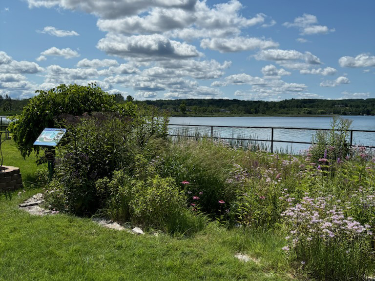 Rain gardens help reduce flooding