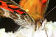 Santa Cruz is in the midst of a rare butterfly frenzy