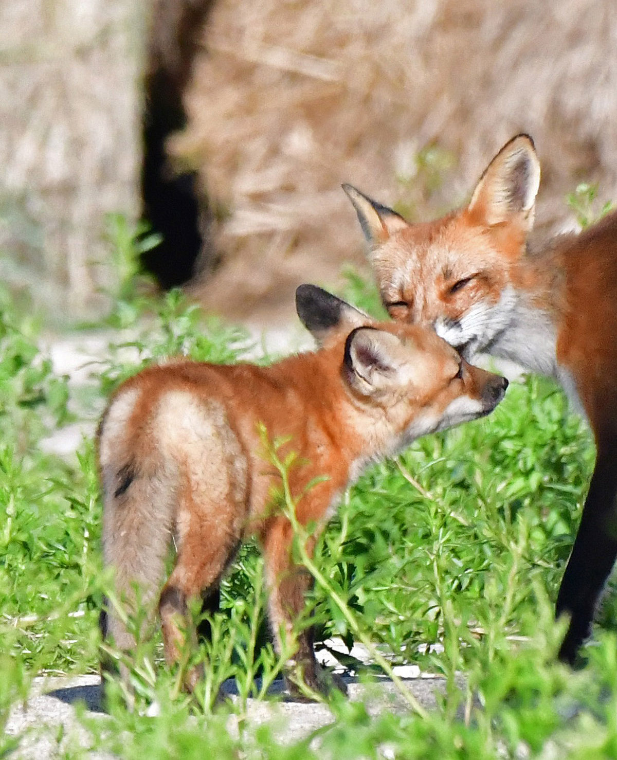 Reader photo: Mother's love