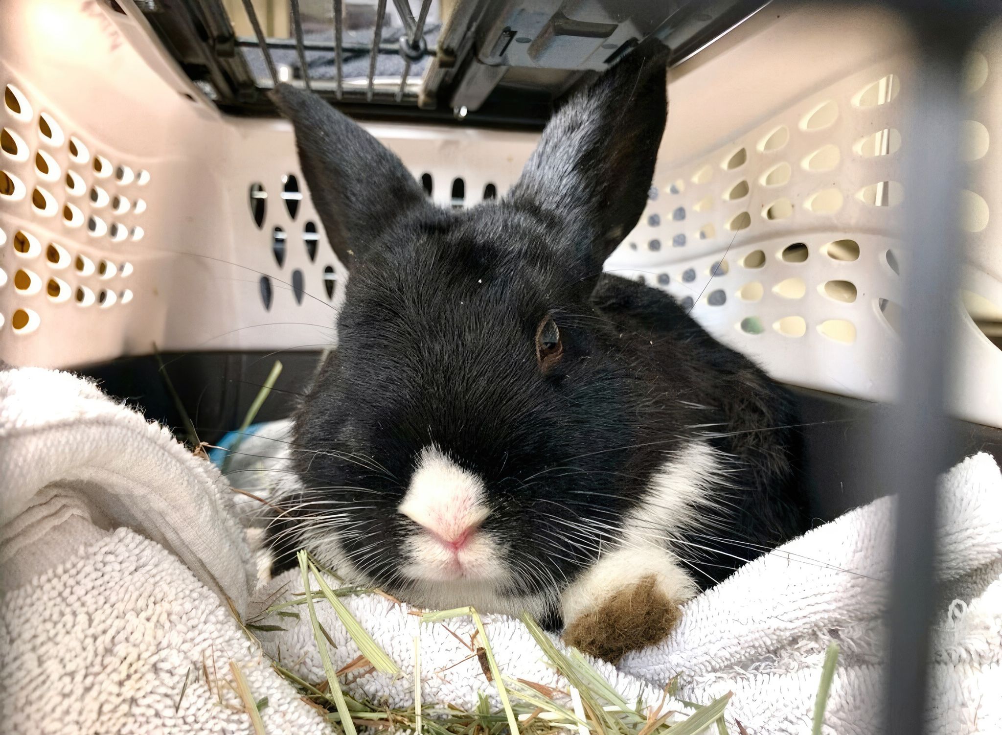 SF: Animal Care And Control Gets New Executive Director