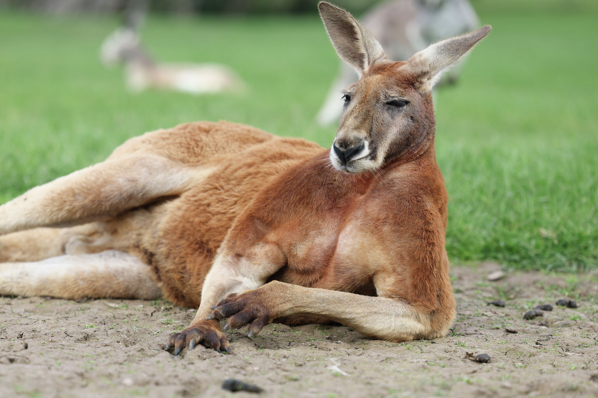 Police capture escaped kangaroo roaming Waco, Texas