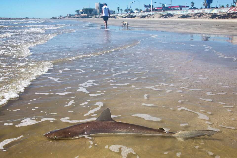 How common are shark attacks off Texas and Florida coasts?