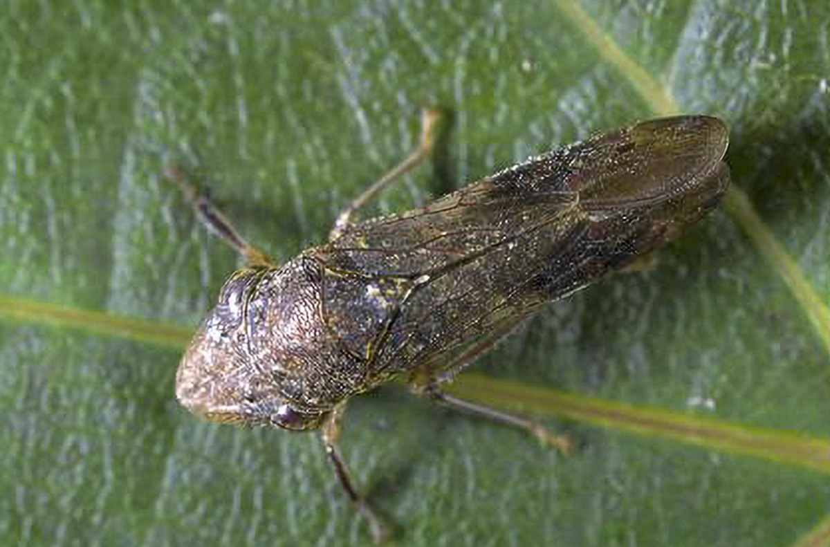 Regional: Invasive Grapevine-Killing Pest Found In Hundreds Of Bay Area ...