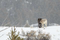 Yellowstone National Park wolf pups face ‘particularly lethal’ virus