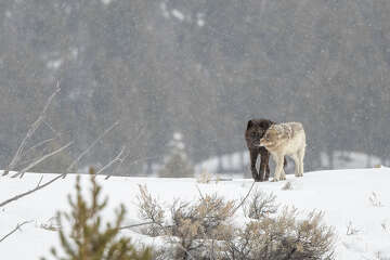 Yellowstone National Park wolf pups face ‘particularly lethal’ virus