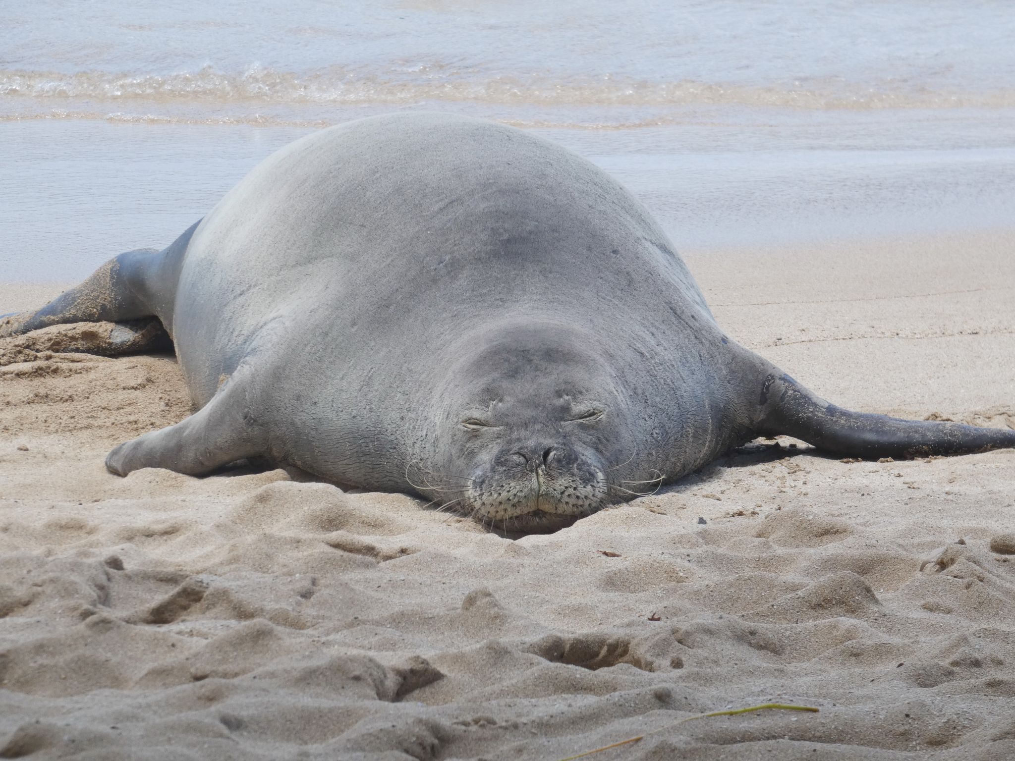 Lawyer says tourist accused of hurling rock at Hawaiian monk seal has ...