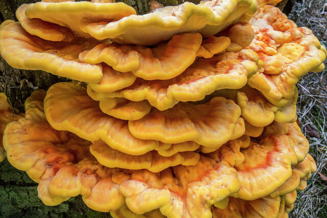 June outdoor events include wildflower sanctuary tour, mushroom class