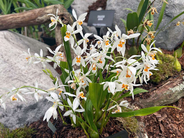 RHS Chelsea Flower Show display with Illinois College ties earns gold