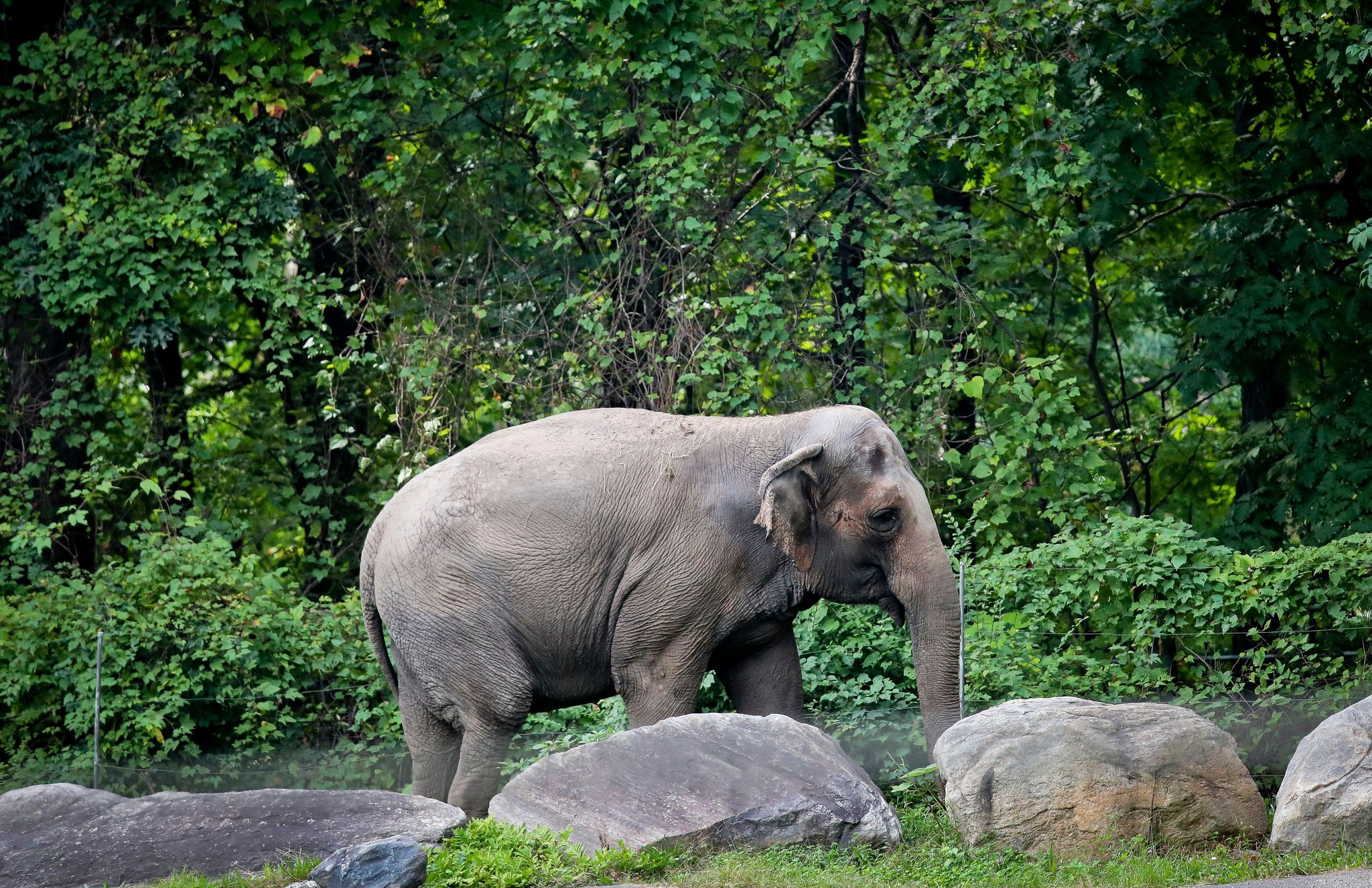 Happy, who taught researchers that elephants can recognize themselves ...