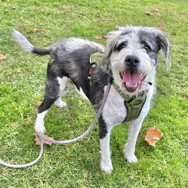 Alameda Co.: Spca To Waive Adoption Fees For Dogs To Ease Shelter ...