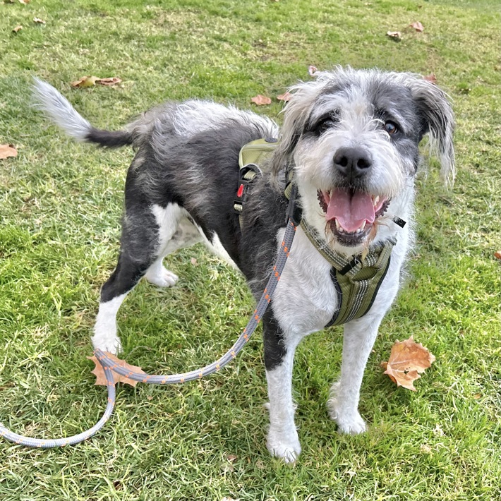 Alameda Co.: Spca To Waive Adoption Fees For Dogs To Ease Shelter ...