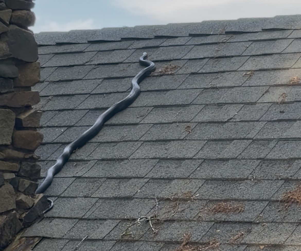 Video shows 6-foot snake found living in Meriden resident's attic