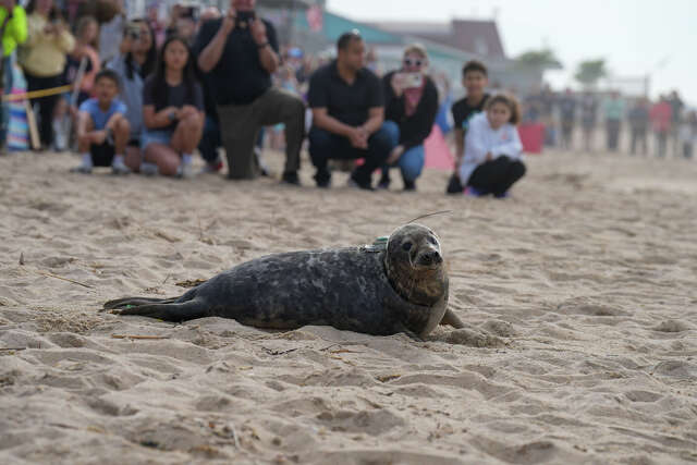 Mystic Aquarium releases gray seal 'Cannoli' at Rhode Island beach