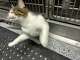 Pet of the Week: Meet this cat named Brewery at Beaumont Animal Care