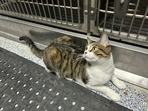 Pet of the Week: Meet this cat named Brewery at Beaumont Animal Care