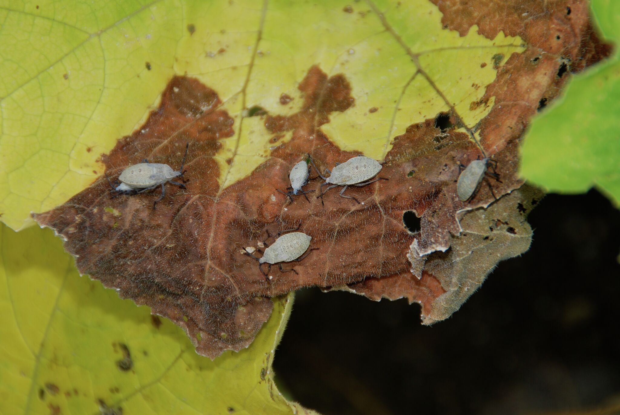 Eco-friendly ways to manage squash bugs