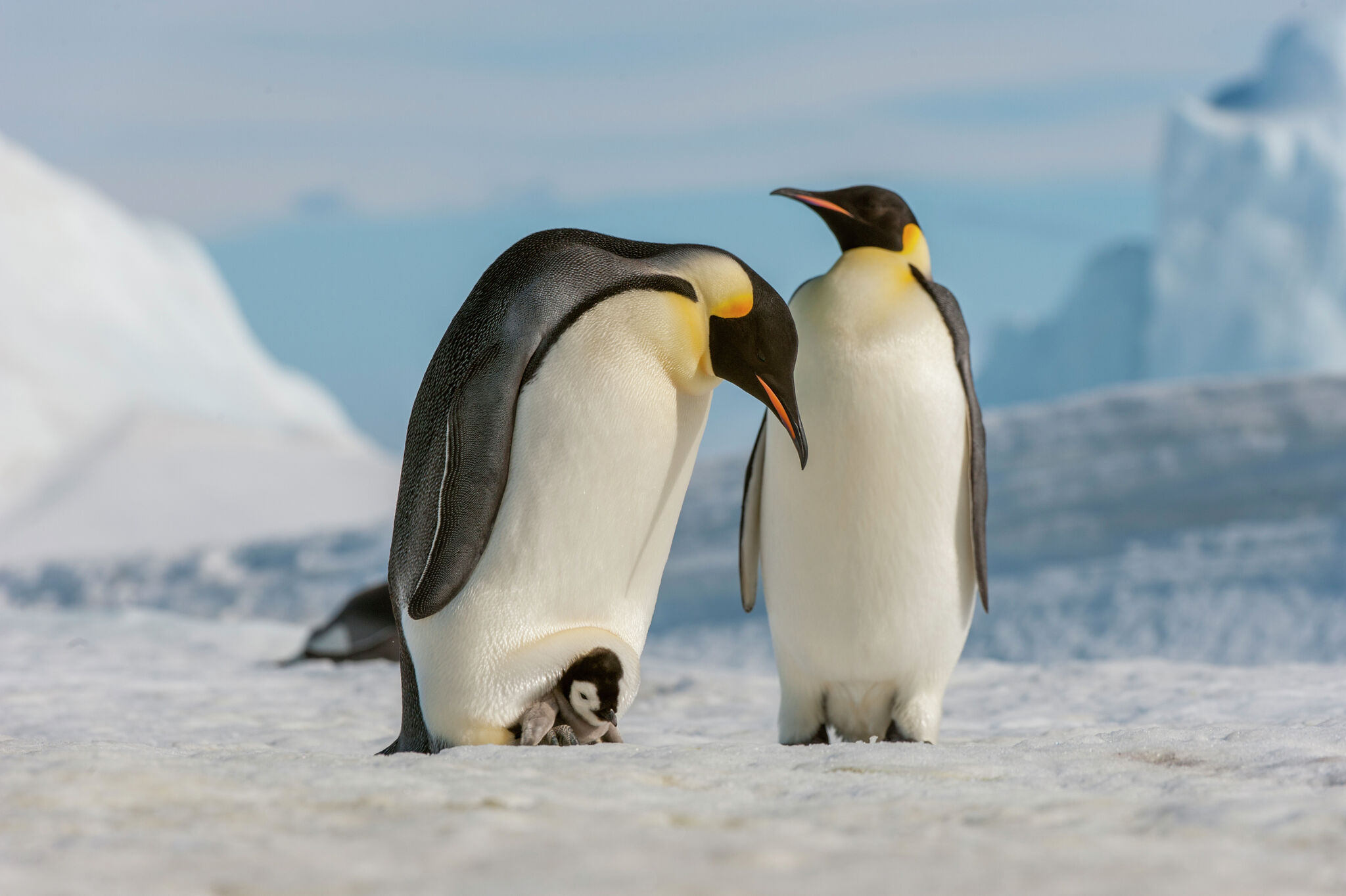 David Rafferty (opinion): Are penguins marching to their deaths?