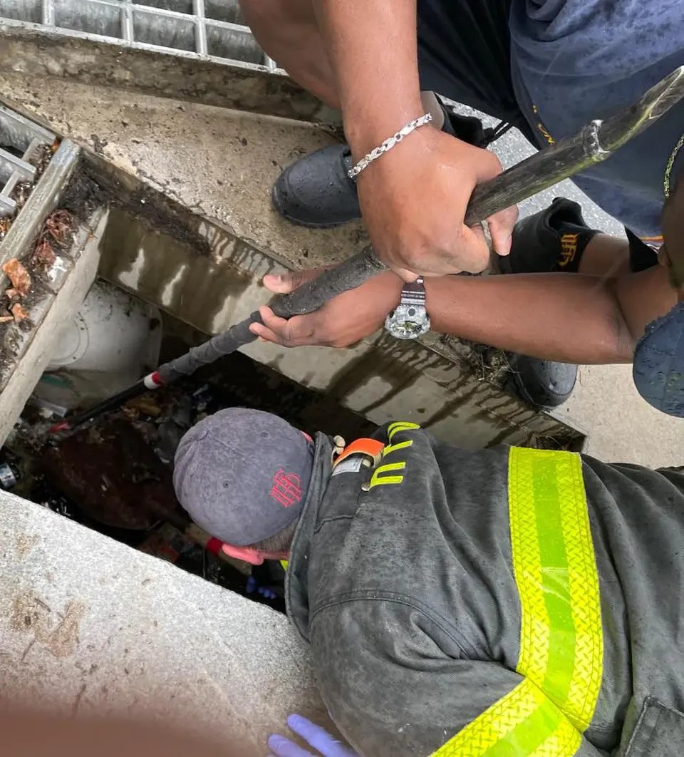 More ducks are falling in CT's storm drains. Here's why