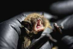 Alameda Co.: Rabid Bat Found In Palo Verde Commons In South Fremont