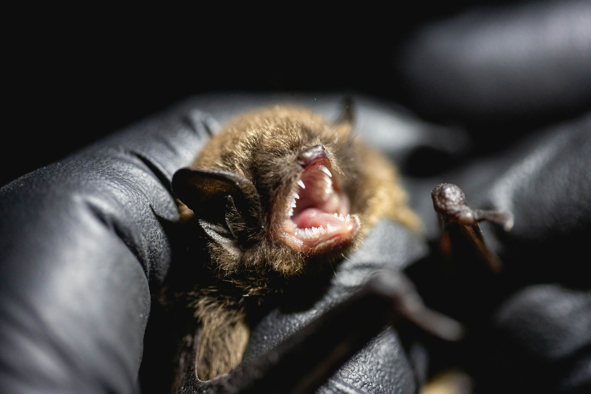 Alameda Co.: Rabid Bat Found In Palo Verde Commons In South Fremont