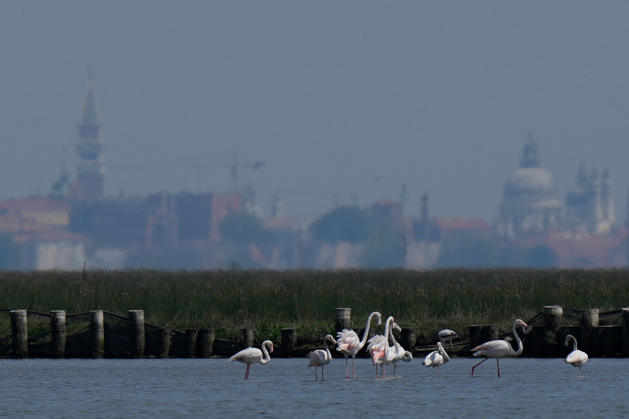 Venice’s growing flamingo population finds refuge in recovering wetlands