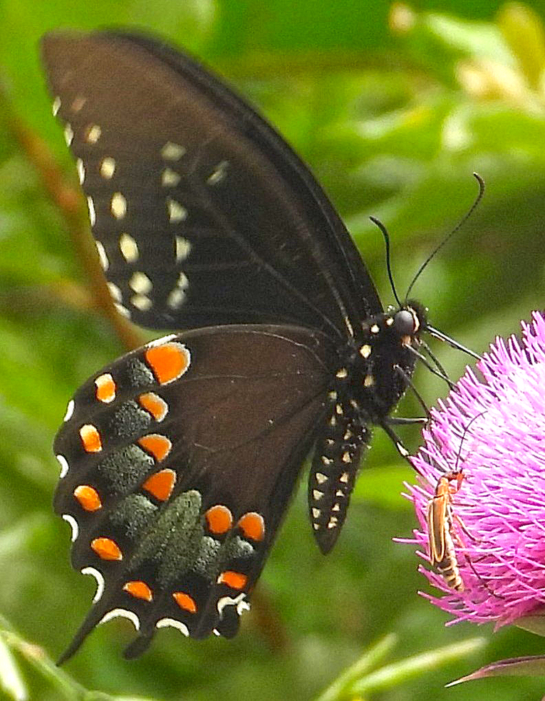 Reader photo: Thistle do nicely