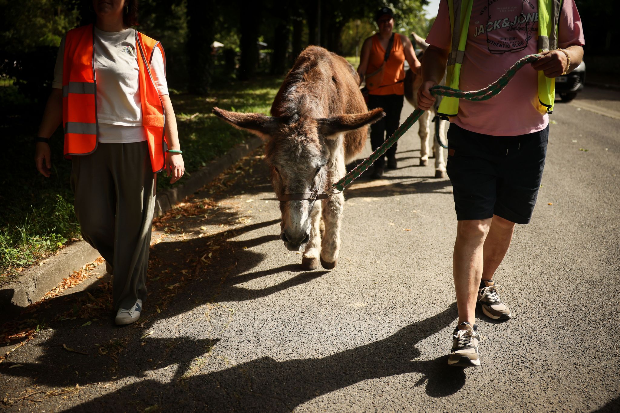 Patients find help with therapy donkeys at psychiatric hospital near Paris