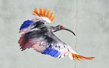 8 crested ibises released in Japanese town decades after extinction in ...