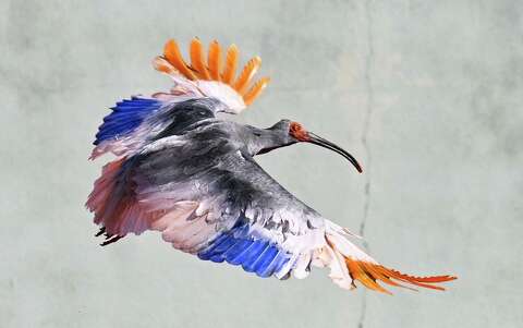 8 crested ibises released in Japanese town decades after extinction in ...