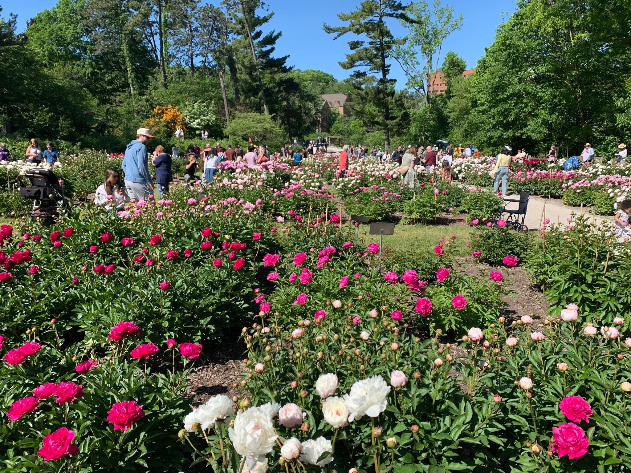 Tens of thousands are making annual peony pilgrimage to University of ...