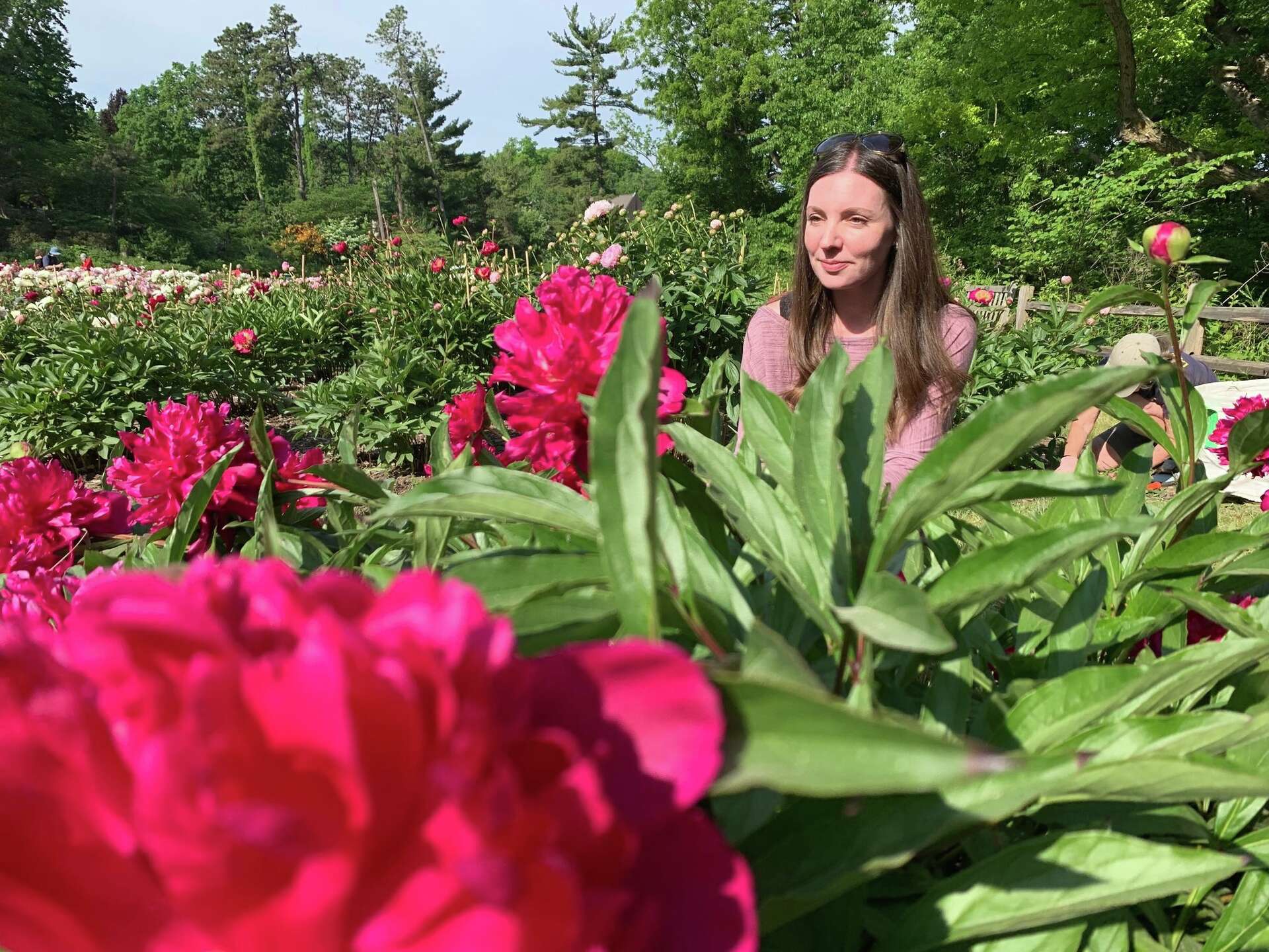 Tens of thousands are making annual peony pilgrimage to University of ...