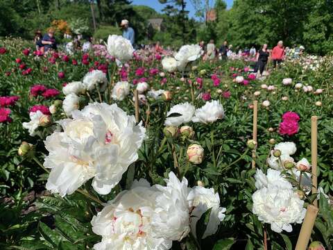 Tens of thousands are making annual peony pilgrimage to University of ...