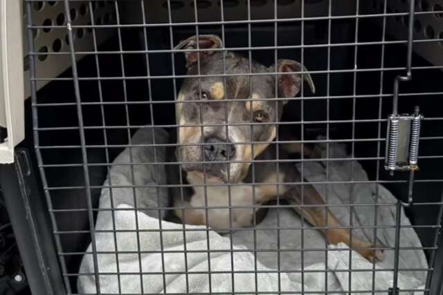 Bay Area shelters rush to recover dogs from Miranda’s Rescue