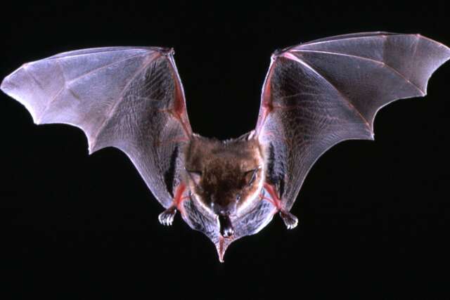 Bat found in North Stonington tests positive for rabies, officials say