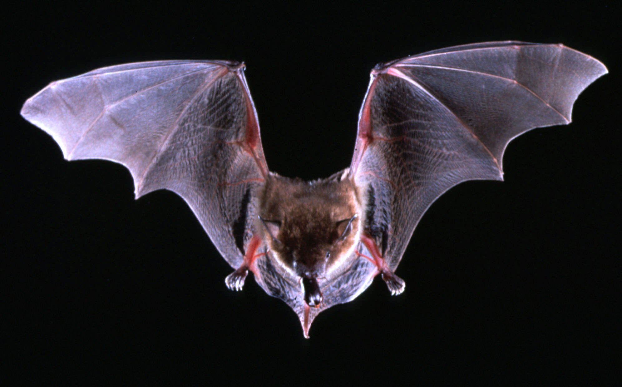 Bat found in North Stonington tests positive for rabies, officials say