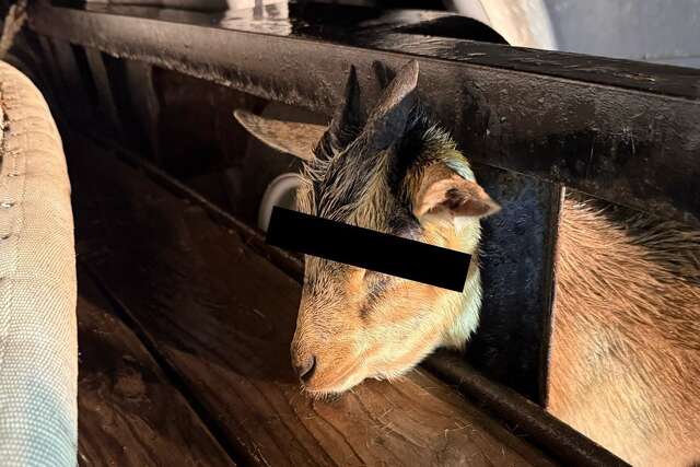 Thompson firefighters 'bravely' save goat with head stuck in trailer