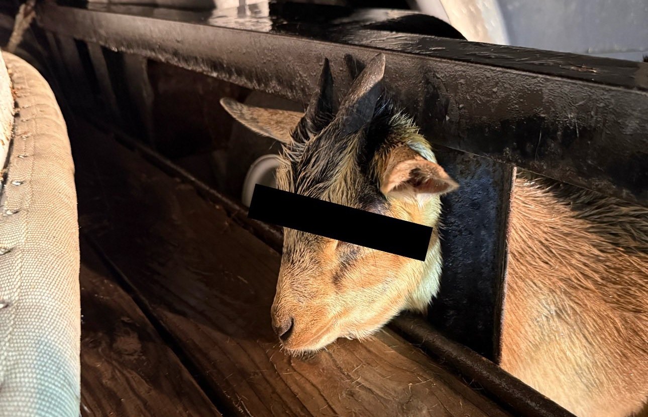 Thompson firefighters 'bravely' save goat with head stuck in trailer