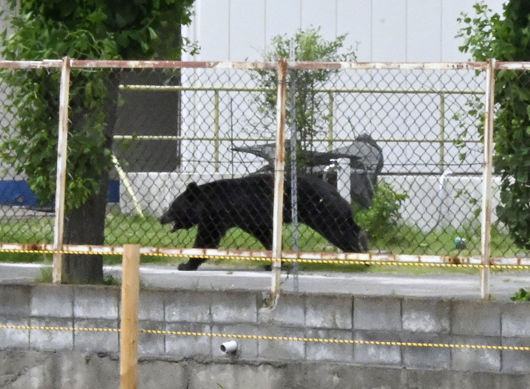 Oso hiere a cuatro personas en zona residencial de Japón