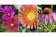 Flower gardens endure hot, dry summers better if you choose these plants