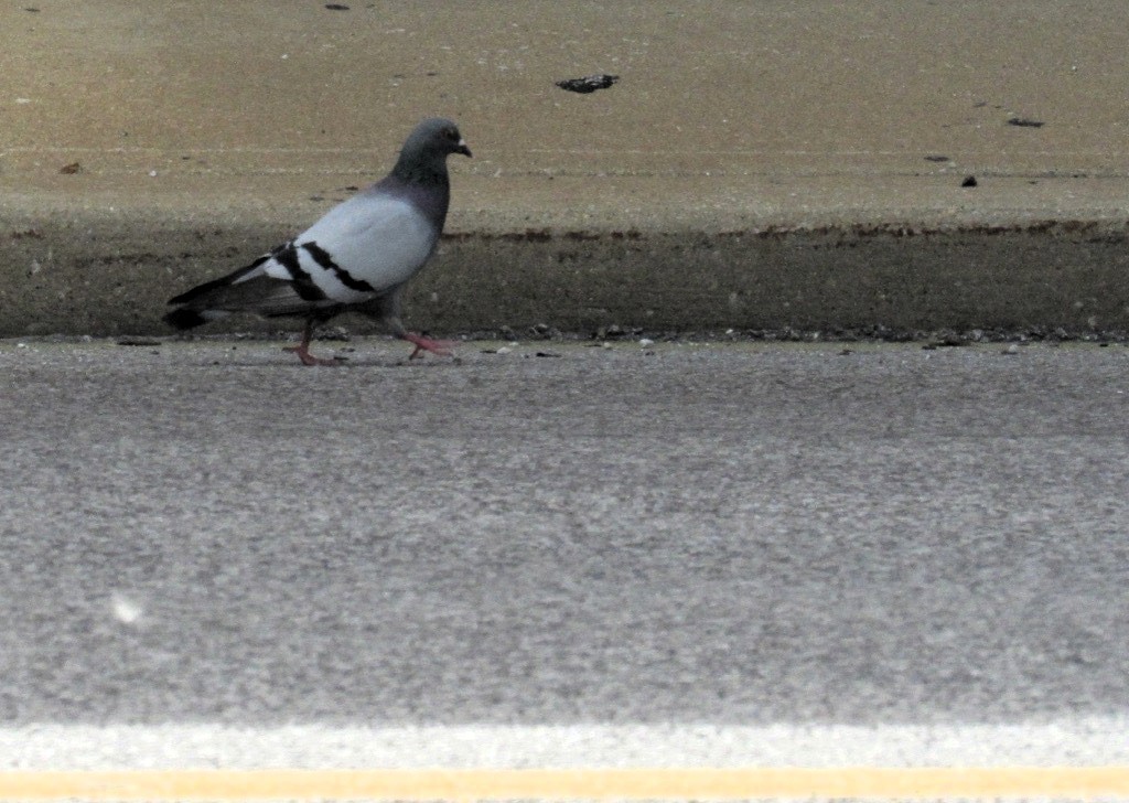 Pigeon strolls along Piasa Street in Alton