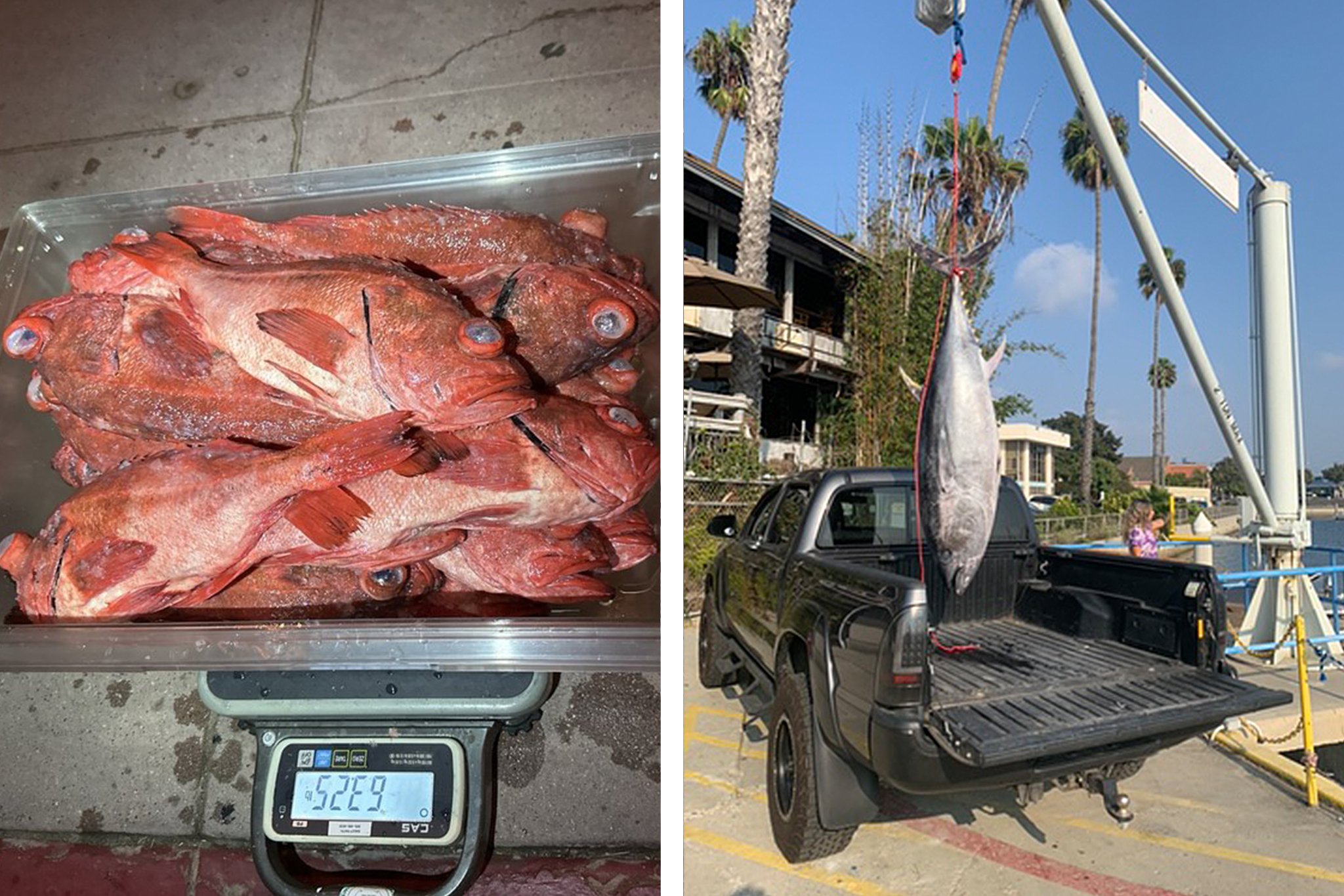 Chic Calif. seafood restaurant publicly admits to lying to customers