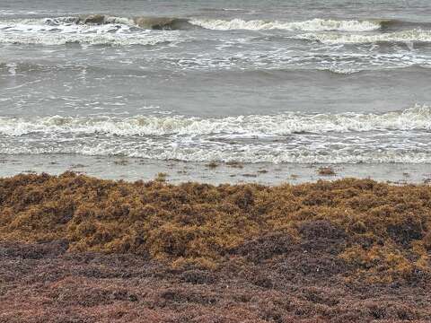 Smelly seaweed approaching record year on Gulf Coast beaches